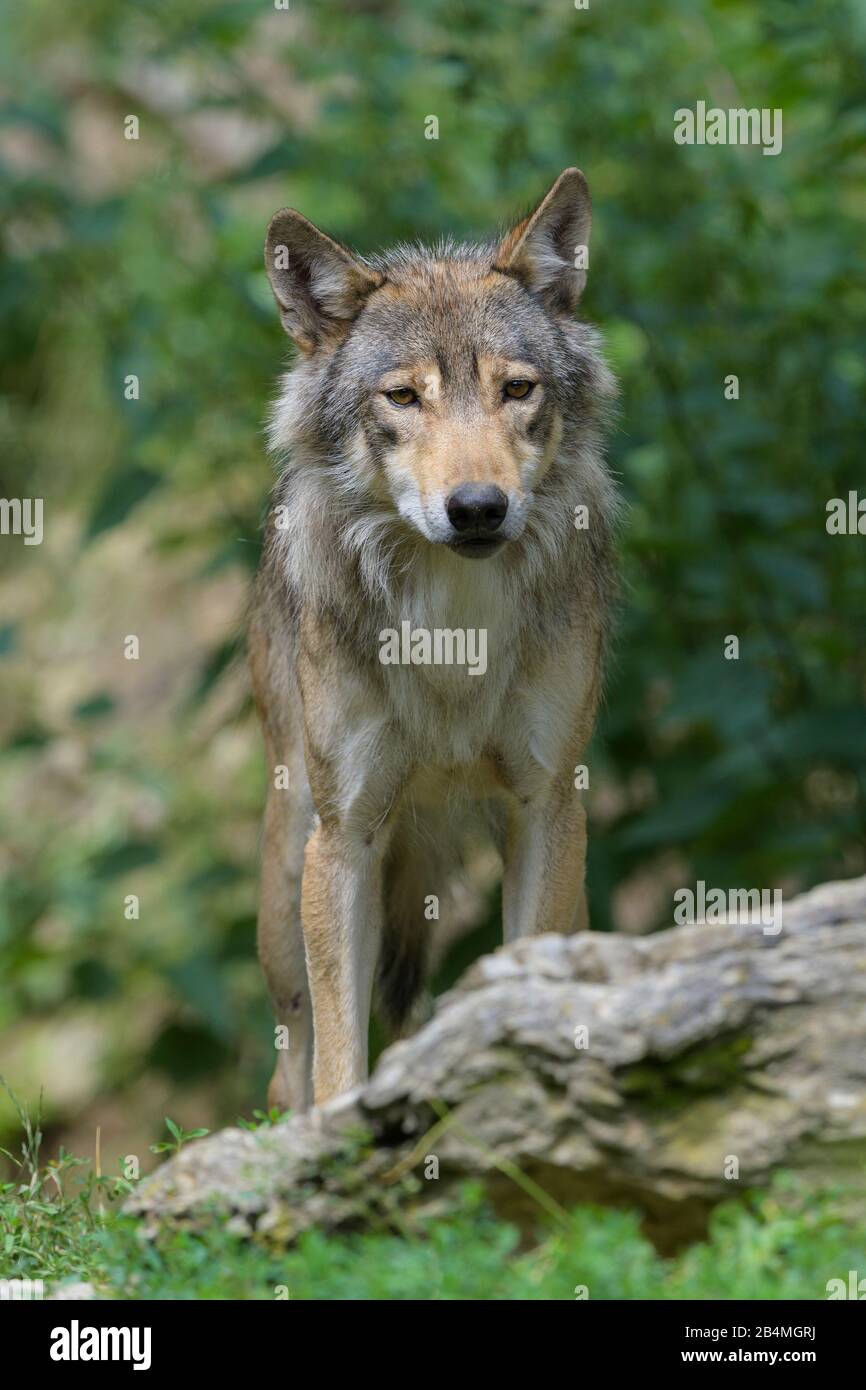 Wolf, Canis lupus Stock Photo - Alamy