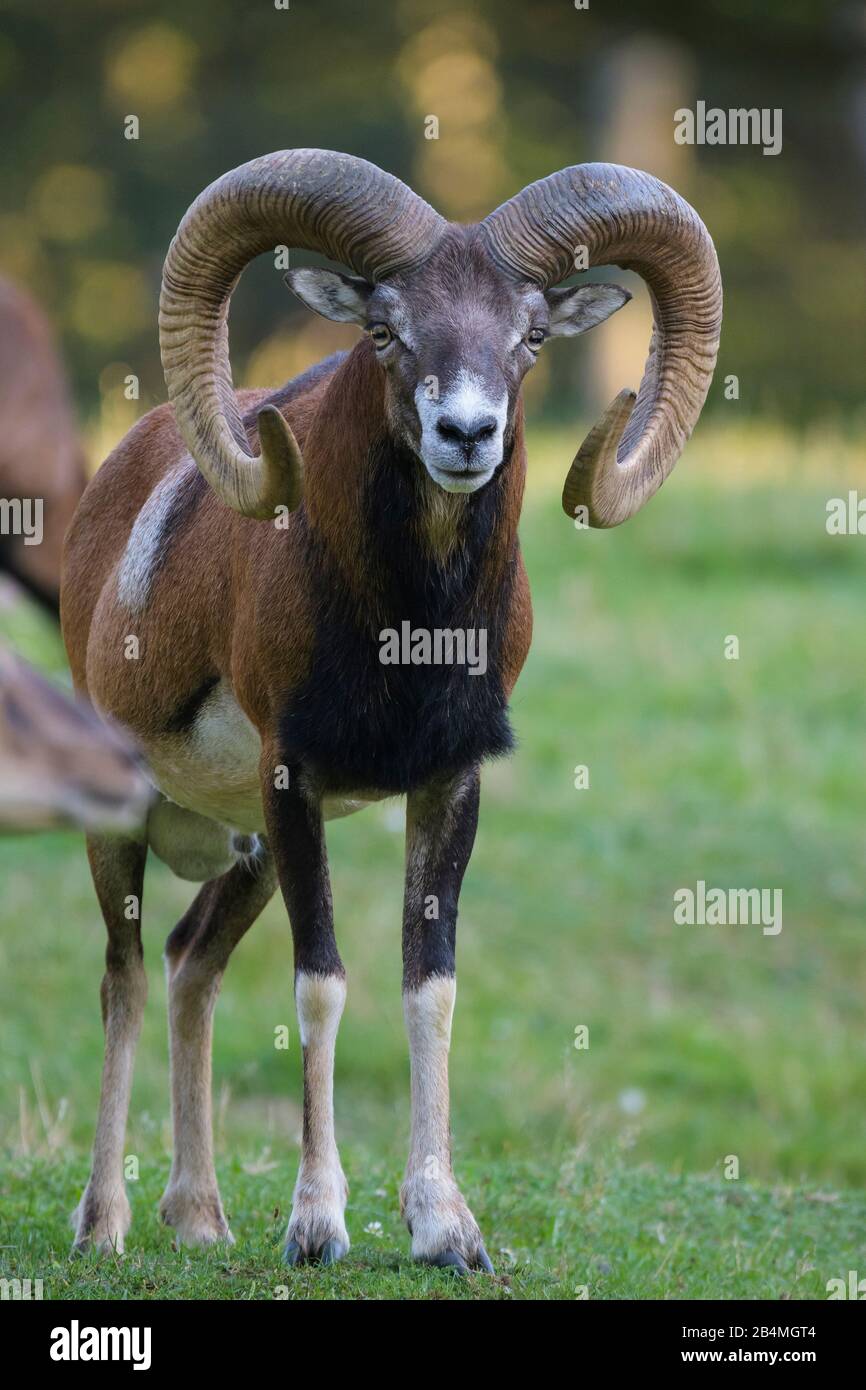 Mouflon, Ovis musimon, Ram Stock Photo - Alamy
