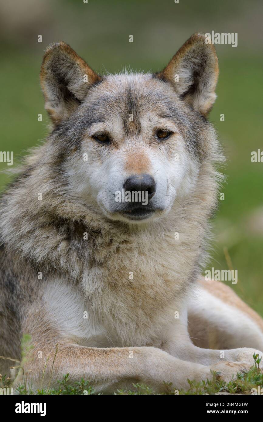 Wolf, Canis lupus Stock Photo - Alamy