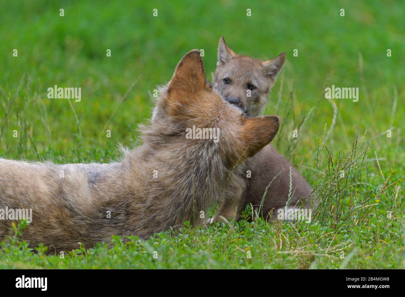Gray wolf cub hi-res stock photography and images - Alamy