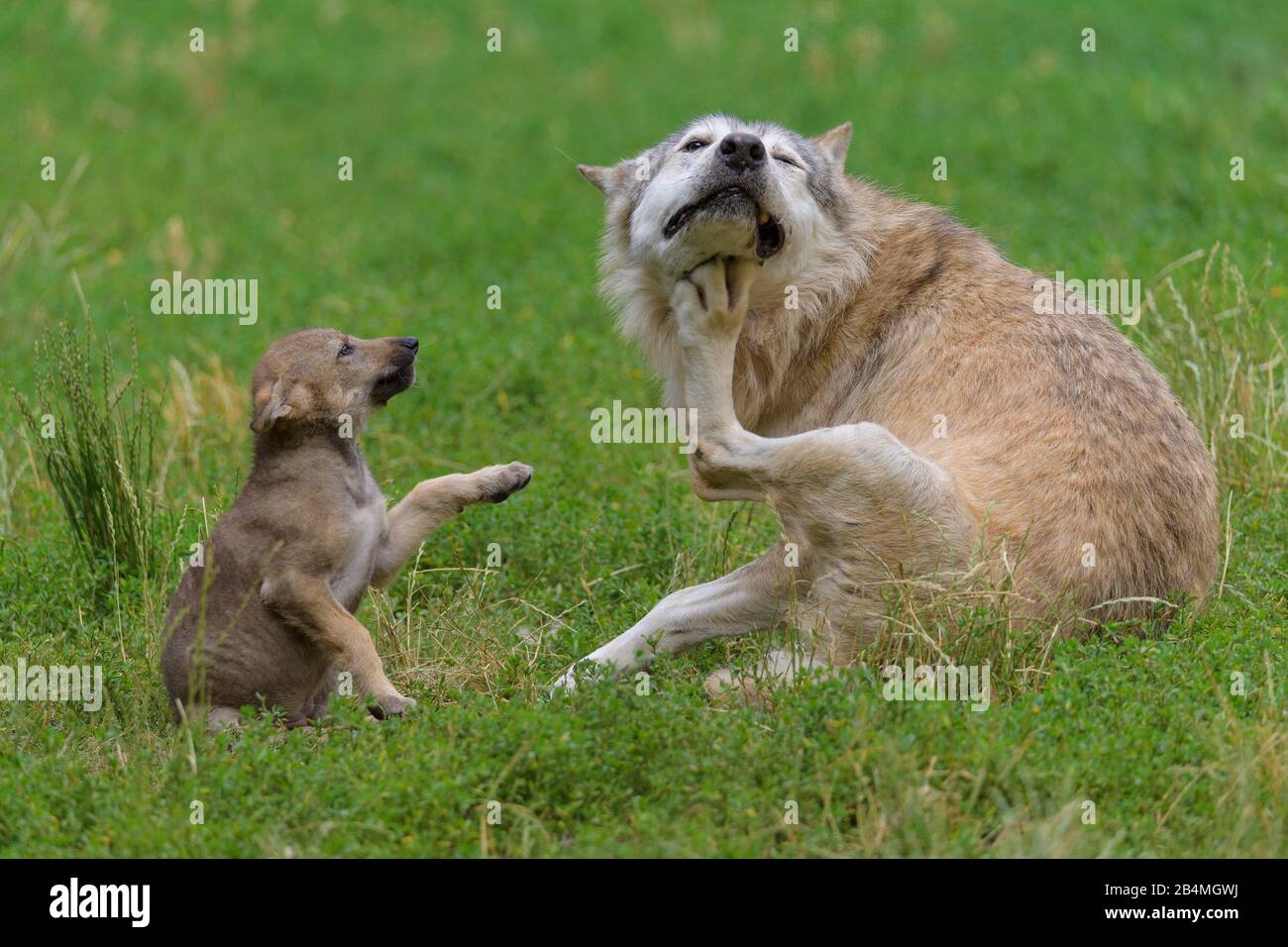 Wolf, Canis lupus, adult with cub Stock Photo - Alamy