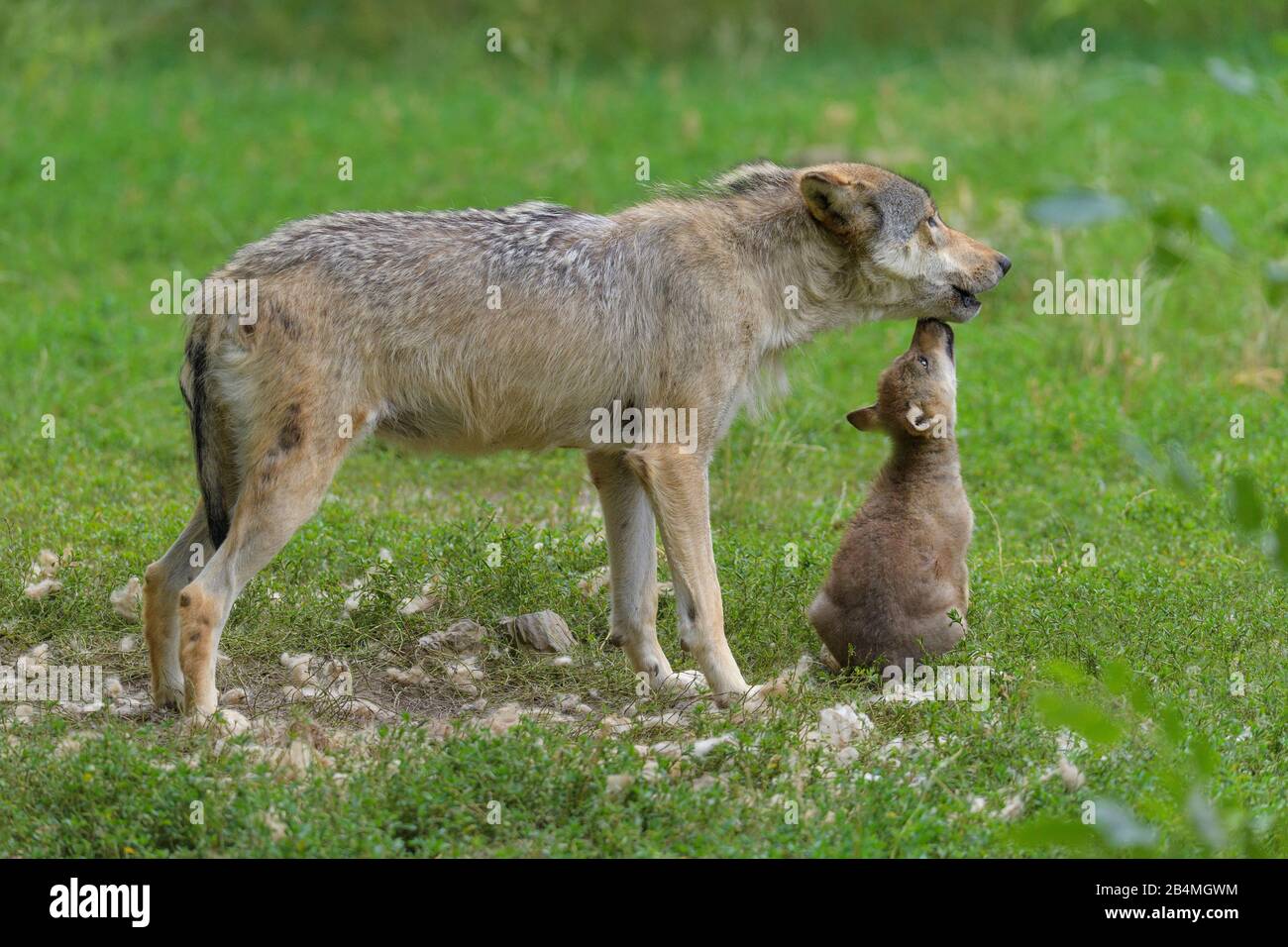 Gray wolf cub hi-res stock photography and images - Alamy