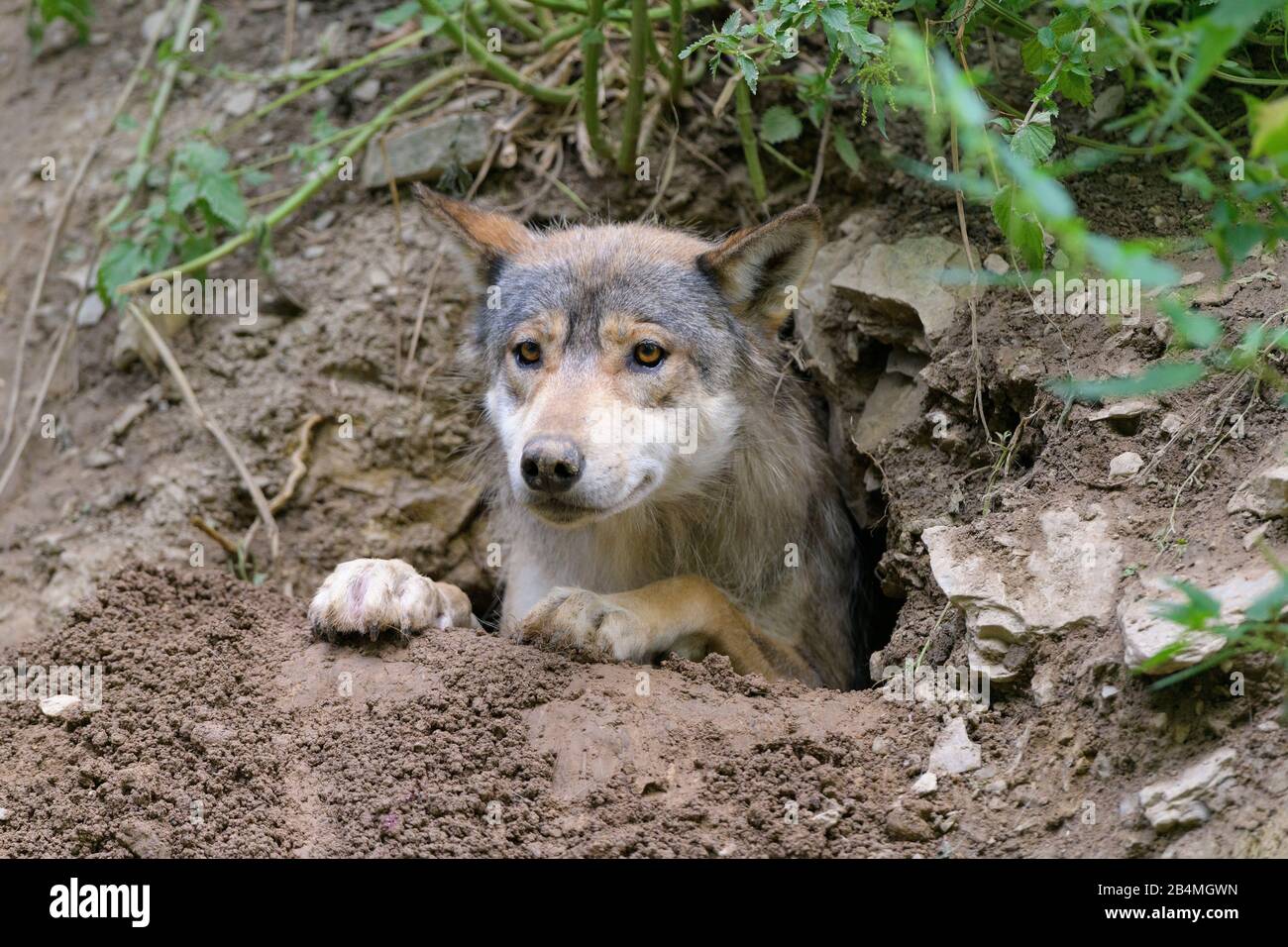 In cave hi-res stock photography and images - Alamy