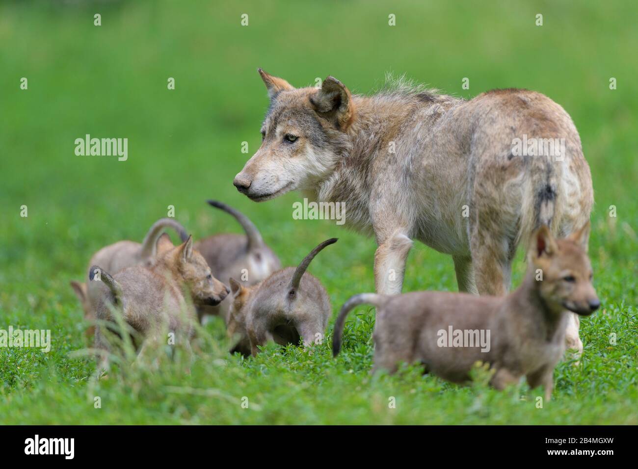 Wolf cubs hi-res stock photography and images - Alamy