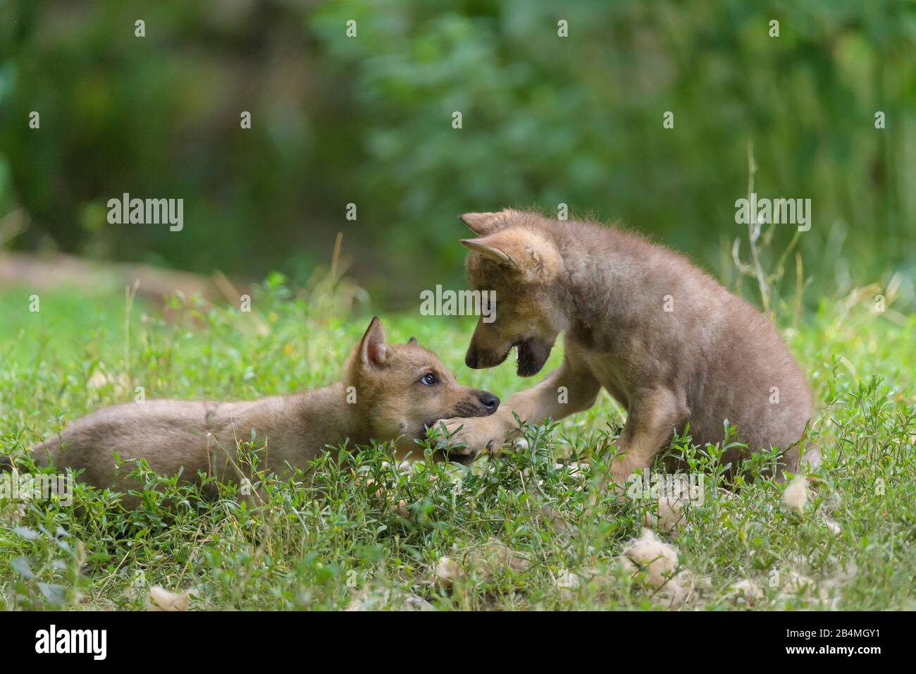 Playing wolf hi-res stock photography and images - Alamy