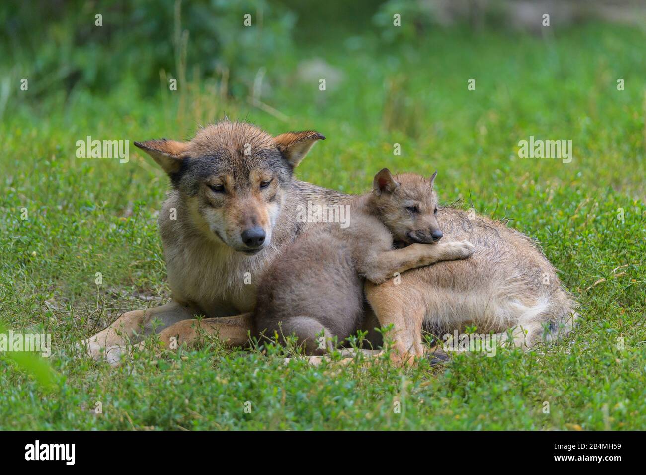 Wolf, Canis lupus, adult with cub Stock Photo - Alamy