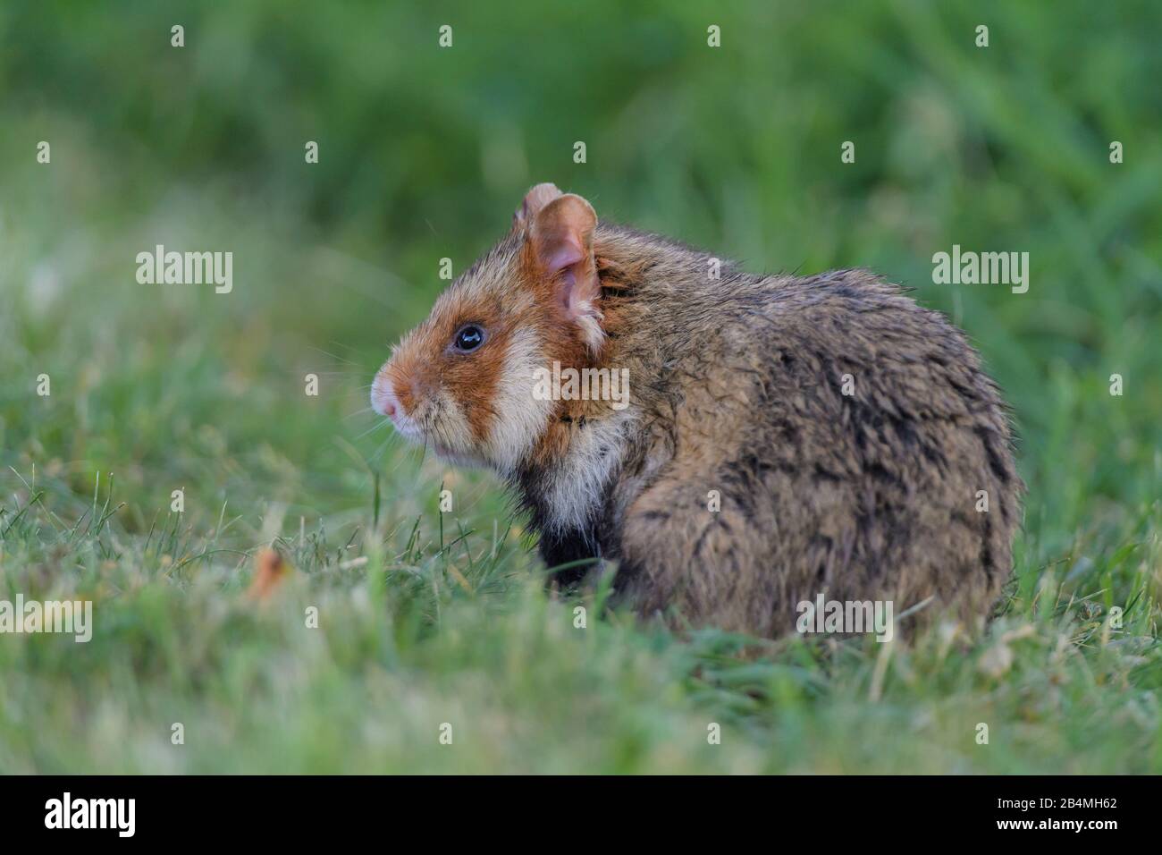 Common Hamster, Cricetus cricetus Stock Photo - Alamy