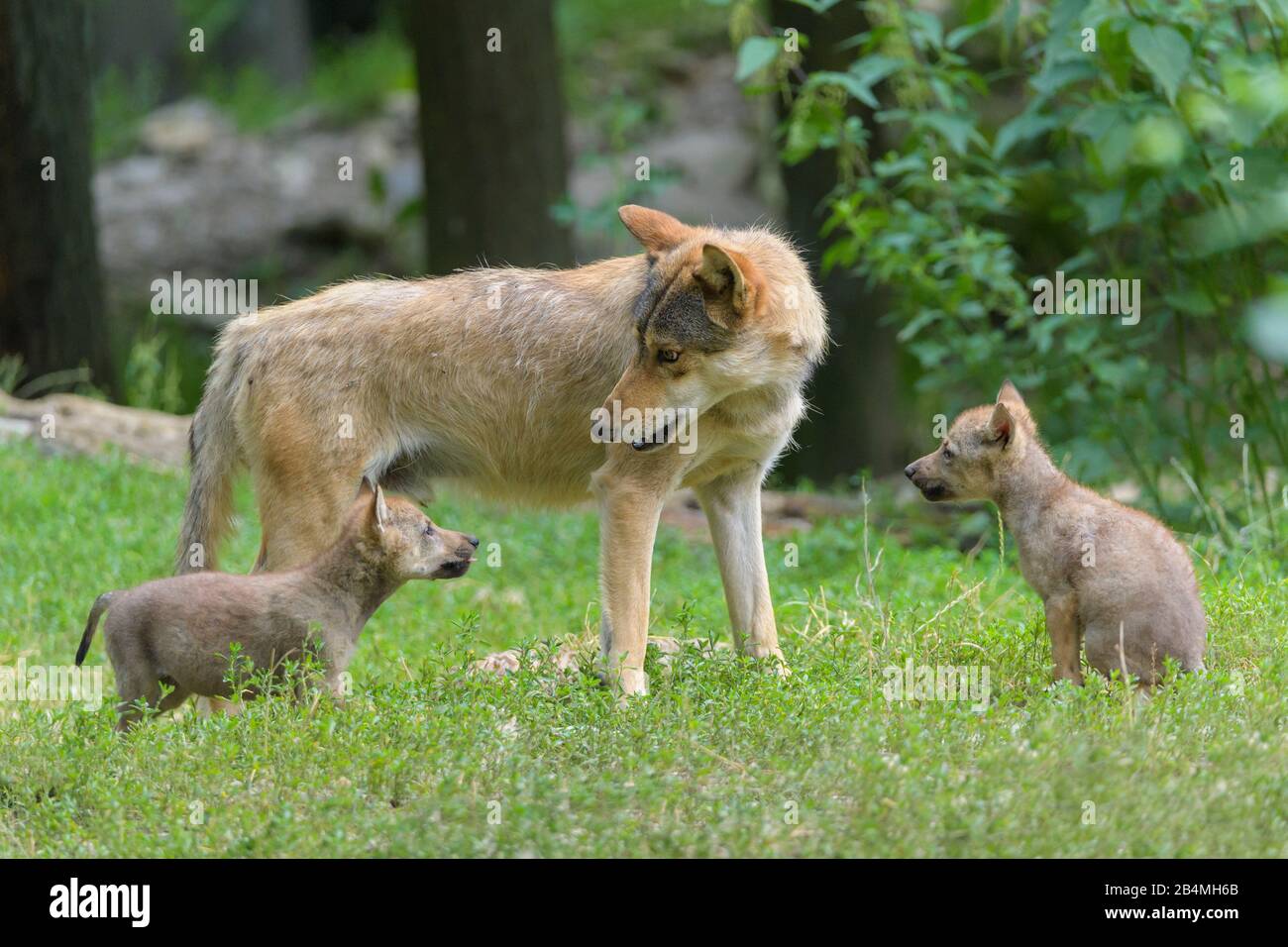 Wolf, Canis lupus, adult with cubs Stock Photo - Alamy