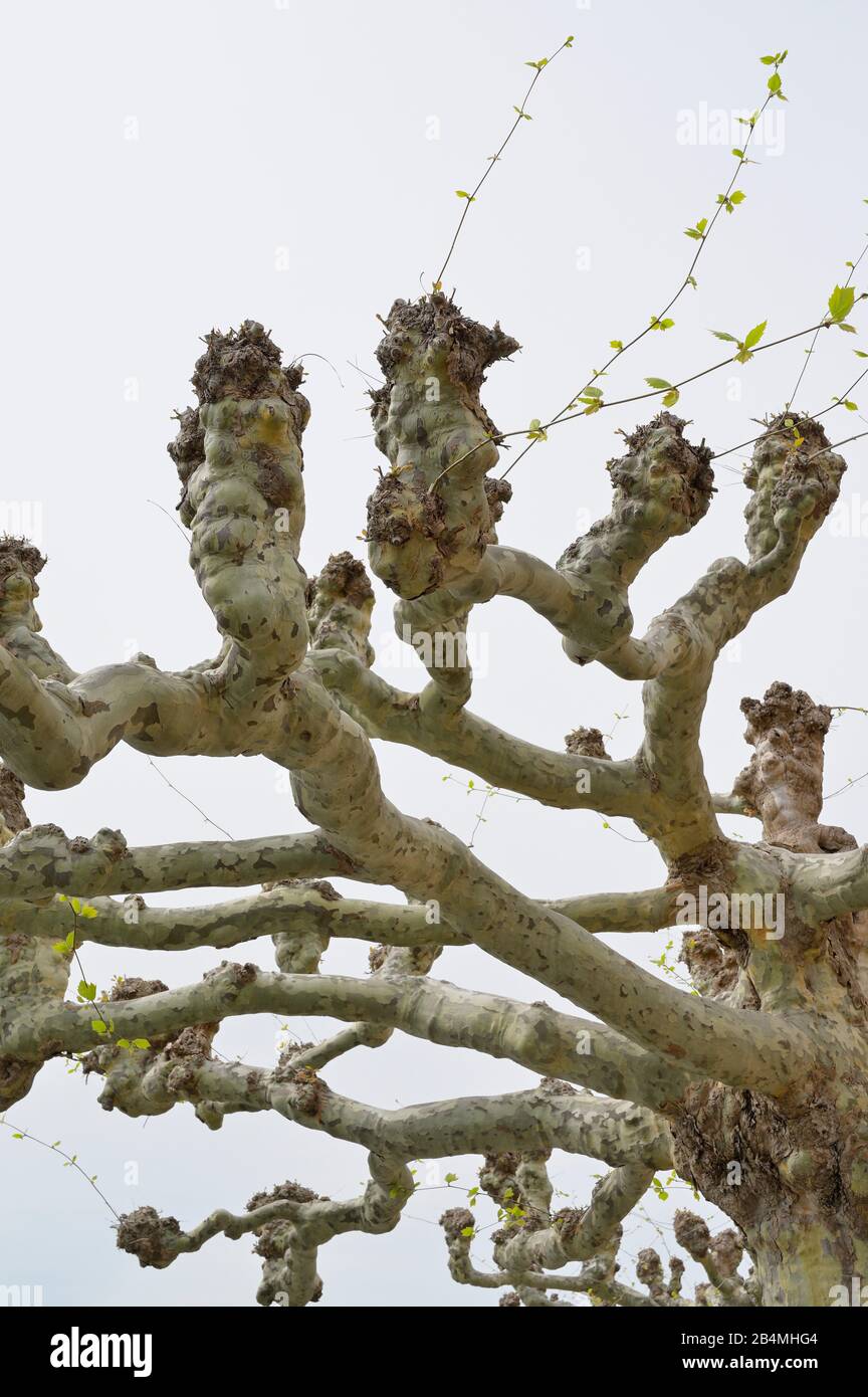 Cut plane tree Stock Photo - Alamy