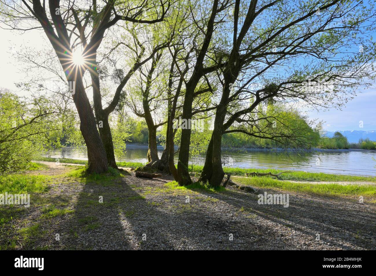 Willow tree by the river Argen, Langenargen, Lake Constance, Baden ...