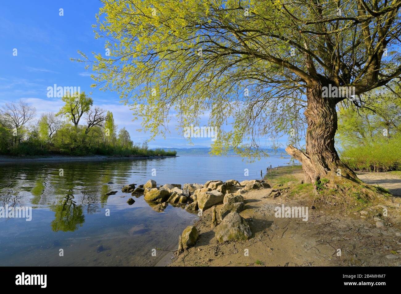 Big old willow tree by the river argen hi-res stock photography and ...