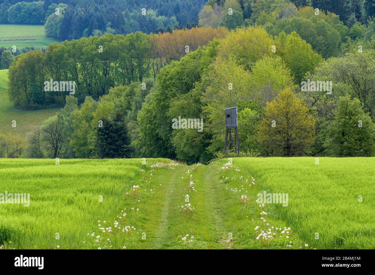 Landscape with grainfield and forest in spring, Wiesen, Spessart ...