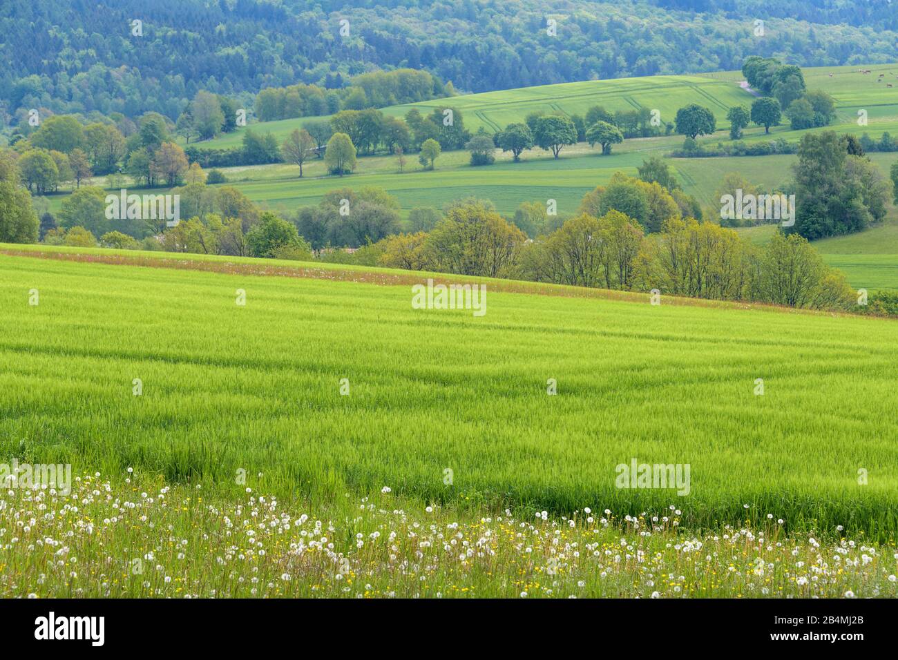 Landscape with grainfield and forest in spring hi-res stock photography ...