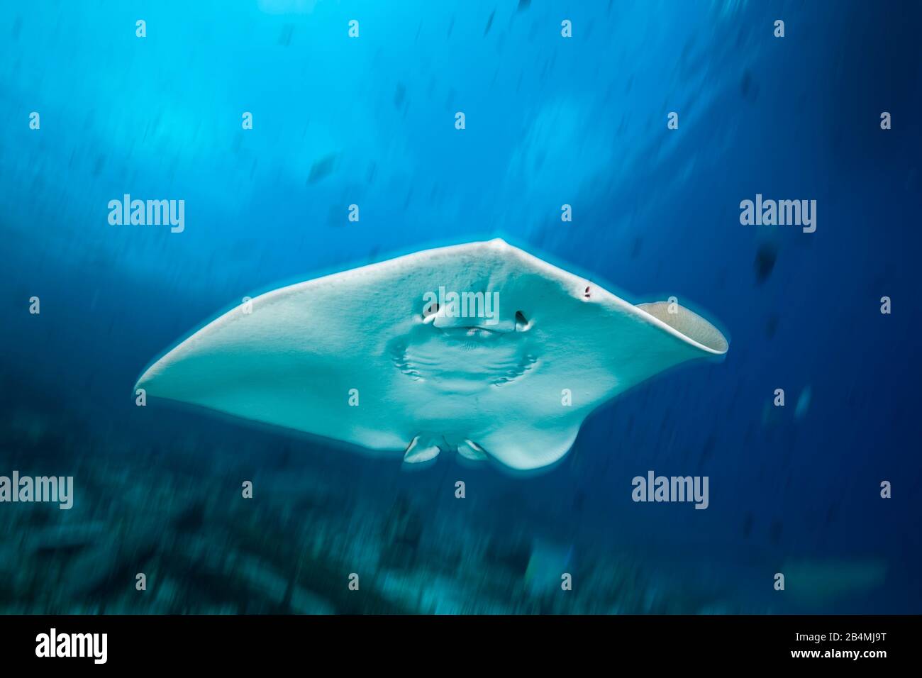 Pink Whipray, Pateobatis fai, North Male Atoll, Indian Ocean, Maldives ...