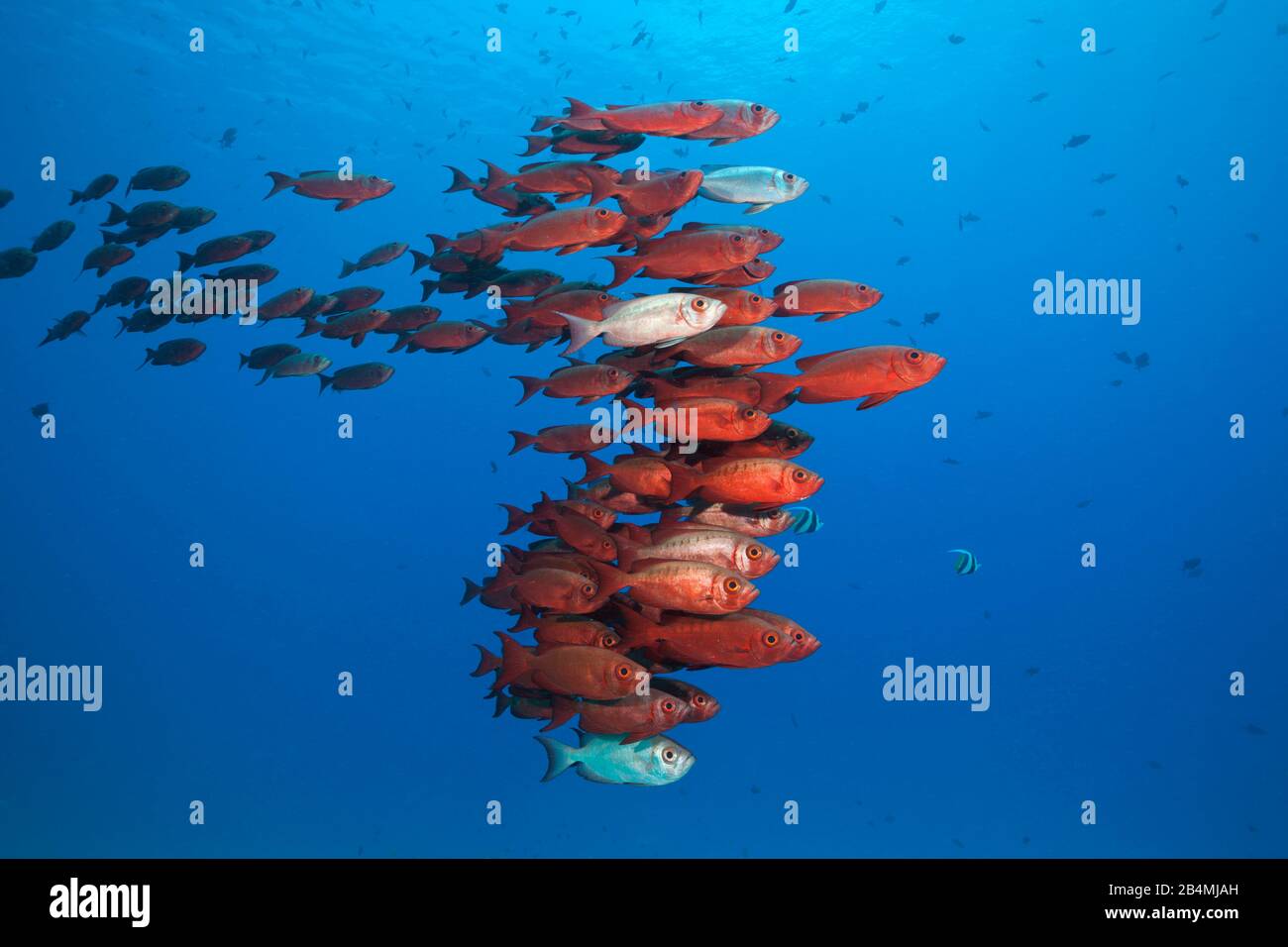 Shoal of Crescent-tail Bigeye, Priacanthus hamrur, North Male Atoll ...
