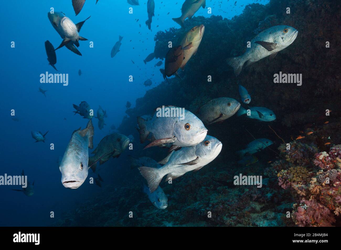 Black snapper south male atoll hi-res stock photography and images - Alamy