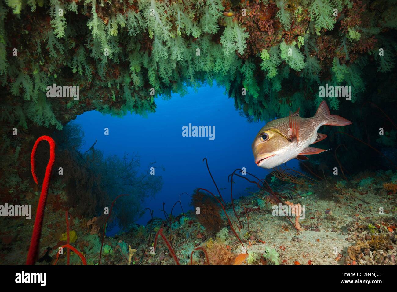 Bigeye Emperor, Monotaxis grandoculis, Felidhu Atoll, Indian Ocean ...