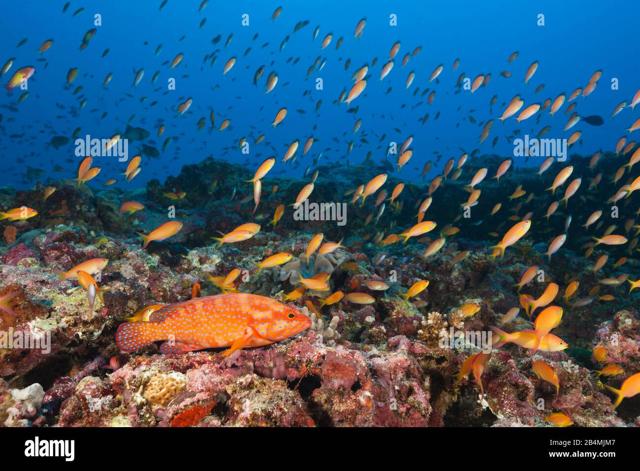 Coral Grouper in Coral Reef, Cephalopholis miniata, South Male Atoll ...