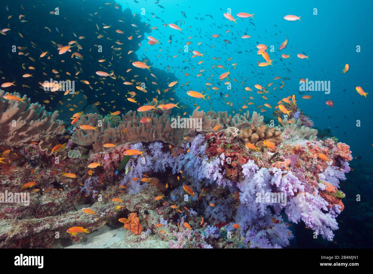 Colored Coral Reef, Ari Atoll, Indian Ocean, Maldives Stock Photo - Alamy