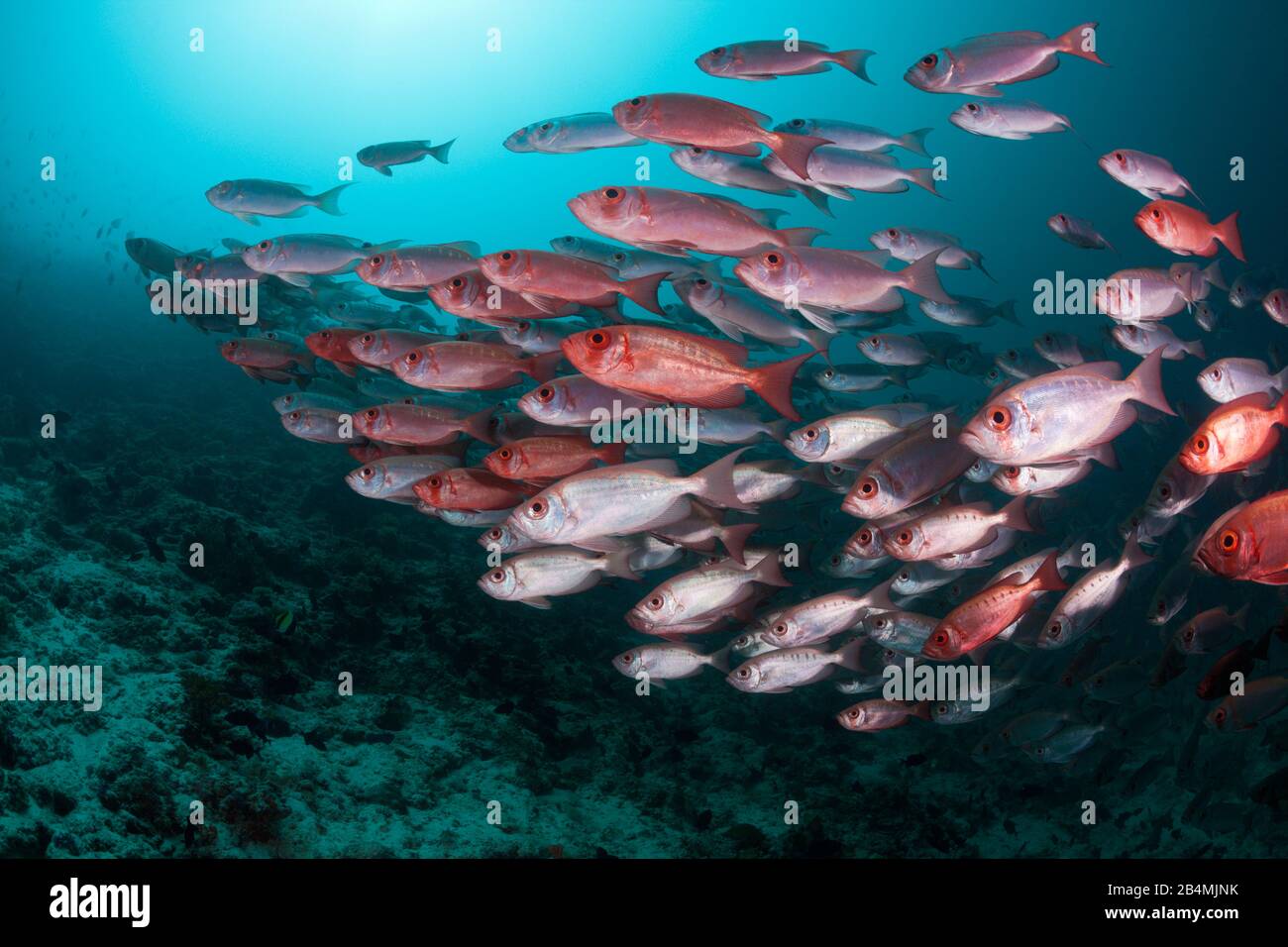 Shoal of Crescent-tail Bigeye, Priacanthus hamrur, Ari Atoll, Indian ...