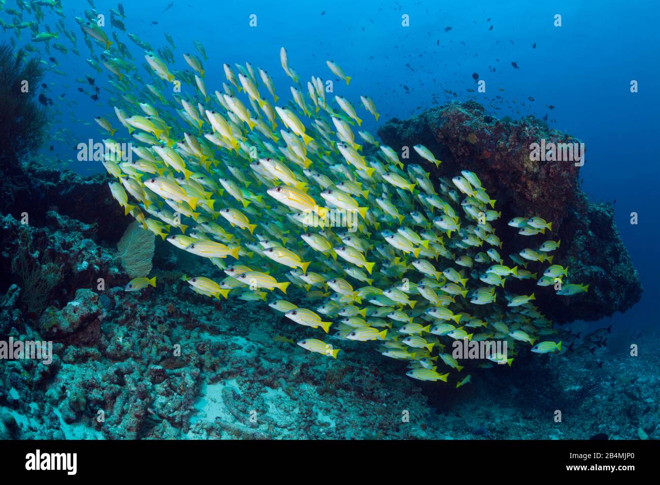 Bluestripe snapper fish hi-res stock photography and images - Alamy