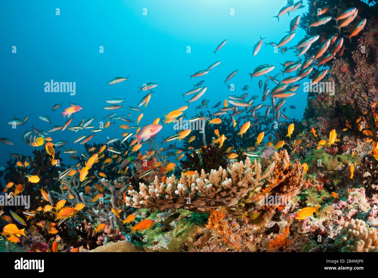 Colored Coral Reef, Ari Atoll, Indian Ocean, Maldives Stock Photo - Alamy