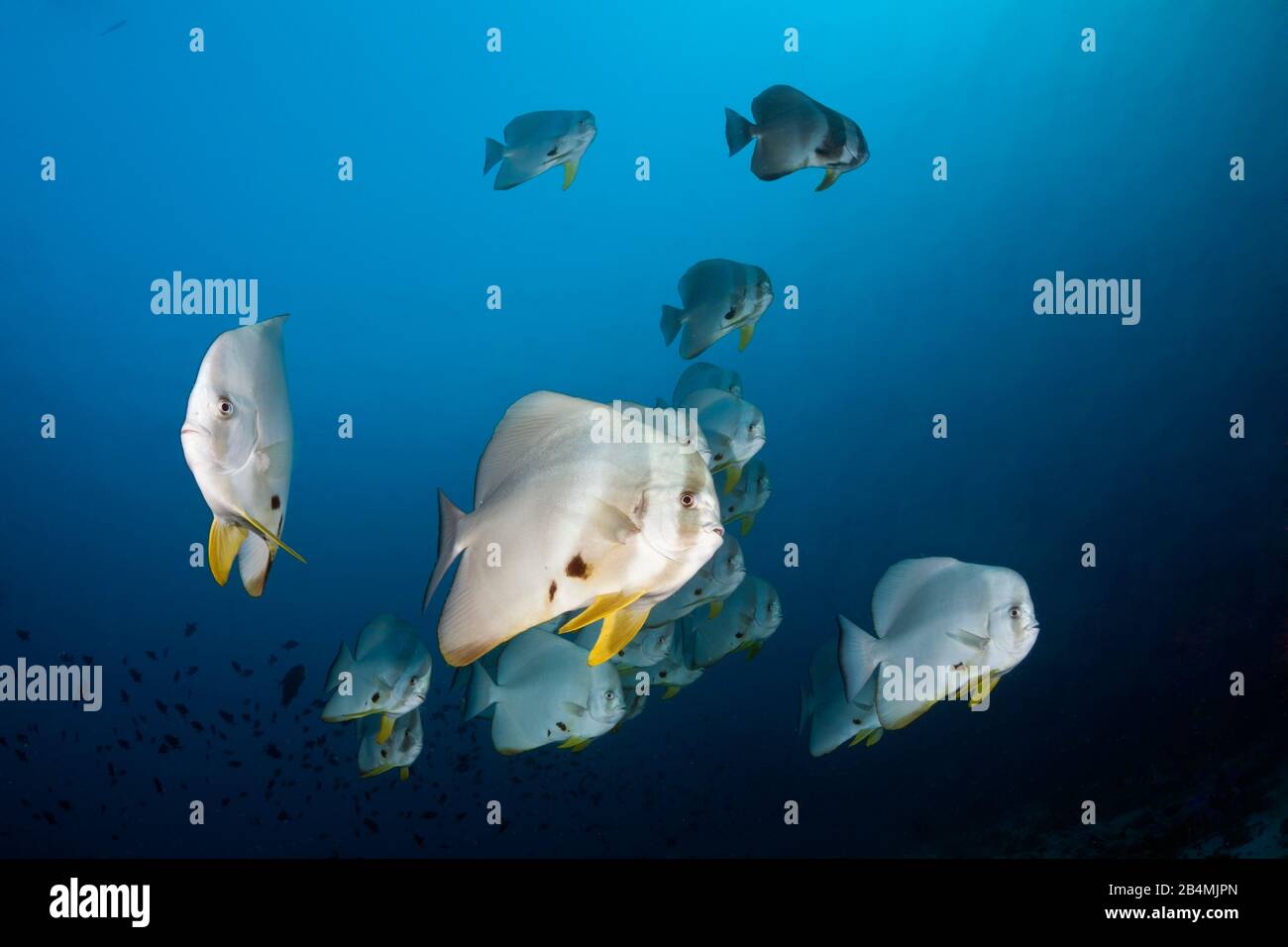 Batfish hi-res stock photography and images - Alamy