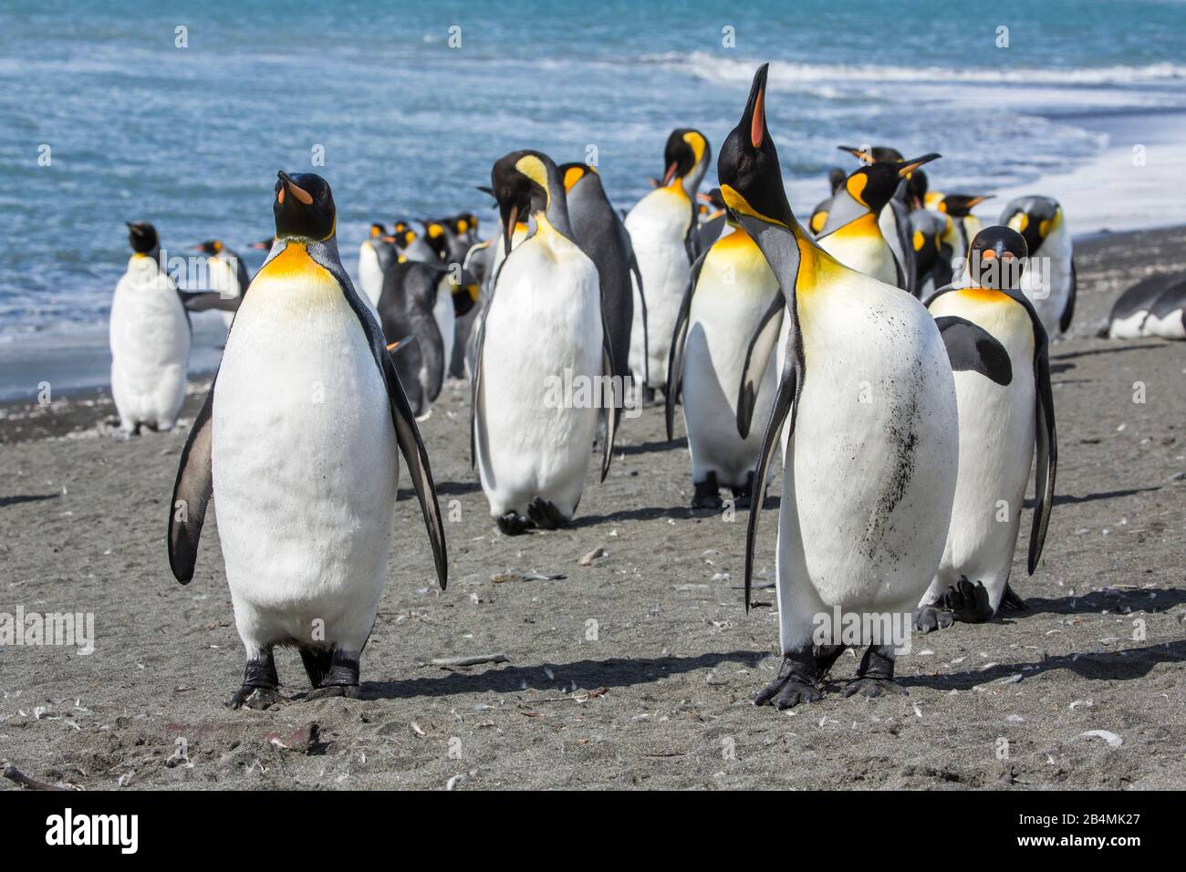 King Penguin (Aptenodytes patagonicus) colony, St. Andrews Bay, South ...