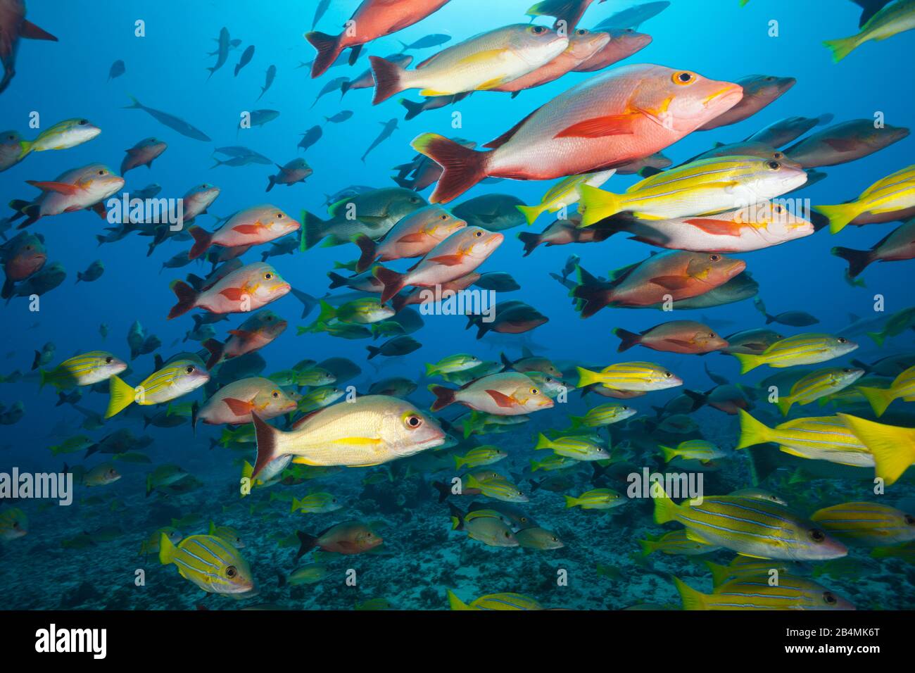 Humpback Snapper and Bluestripe Snapper, Lutjanus gibbus, Lutjanus ...