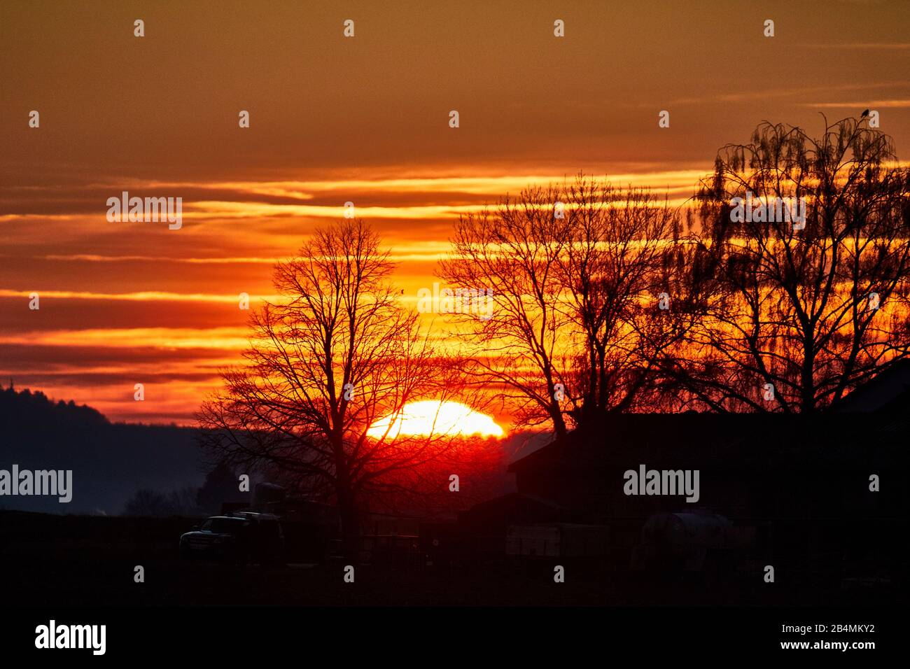 Black trees hi-res stock photography and images - Alamy