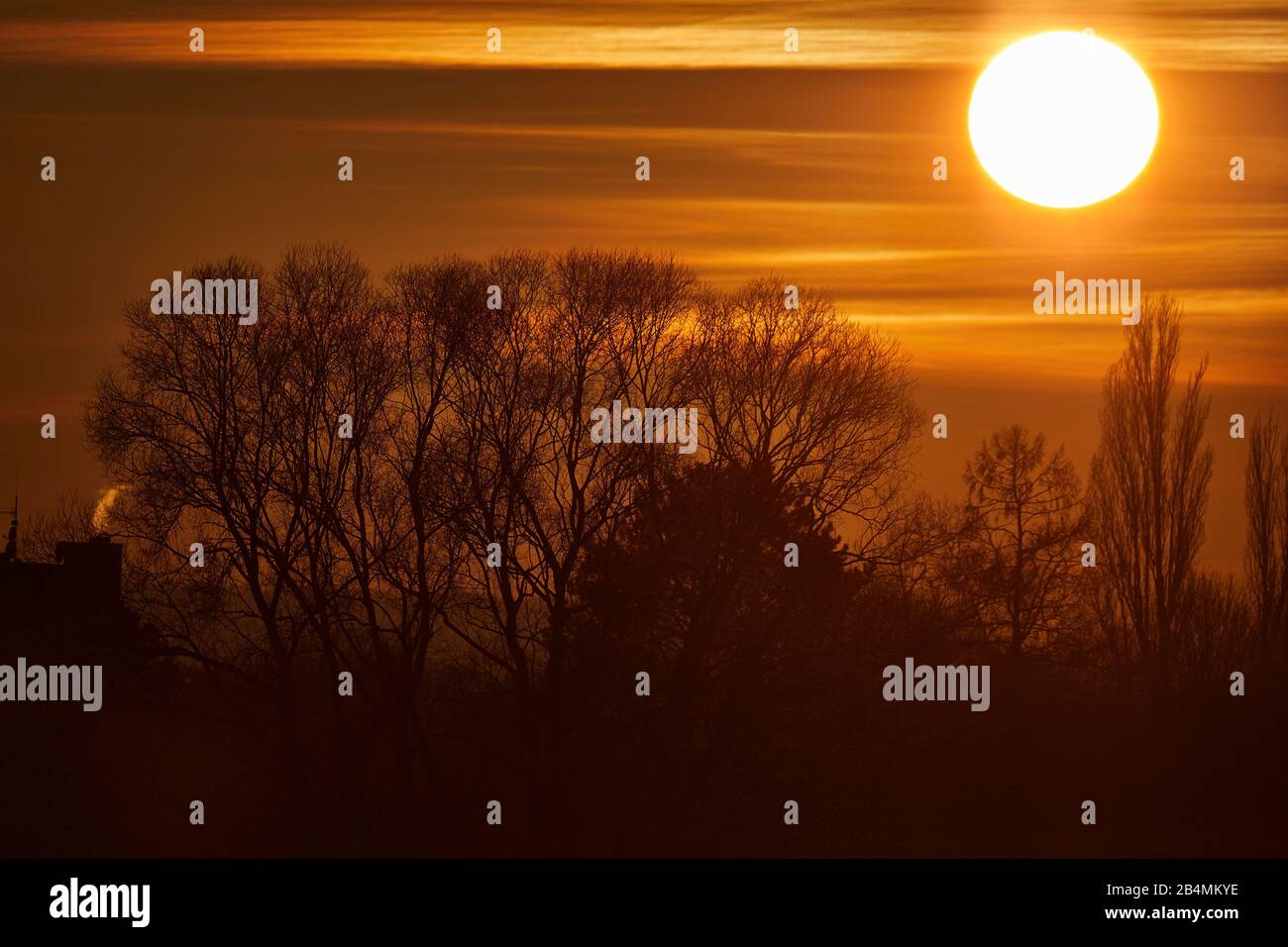 Black trees hi-res stock photography and images - Alamy