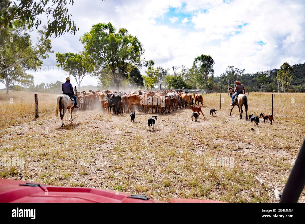 Australian cattle station working dogs hi-res stock photography and ...