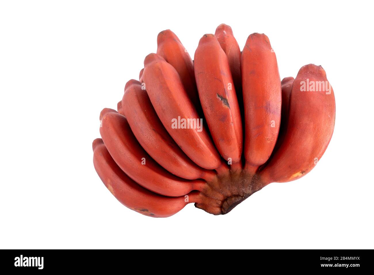 fresh red banana isolated on white background. group of varieties of ...