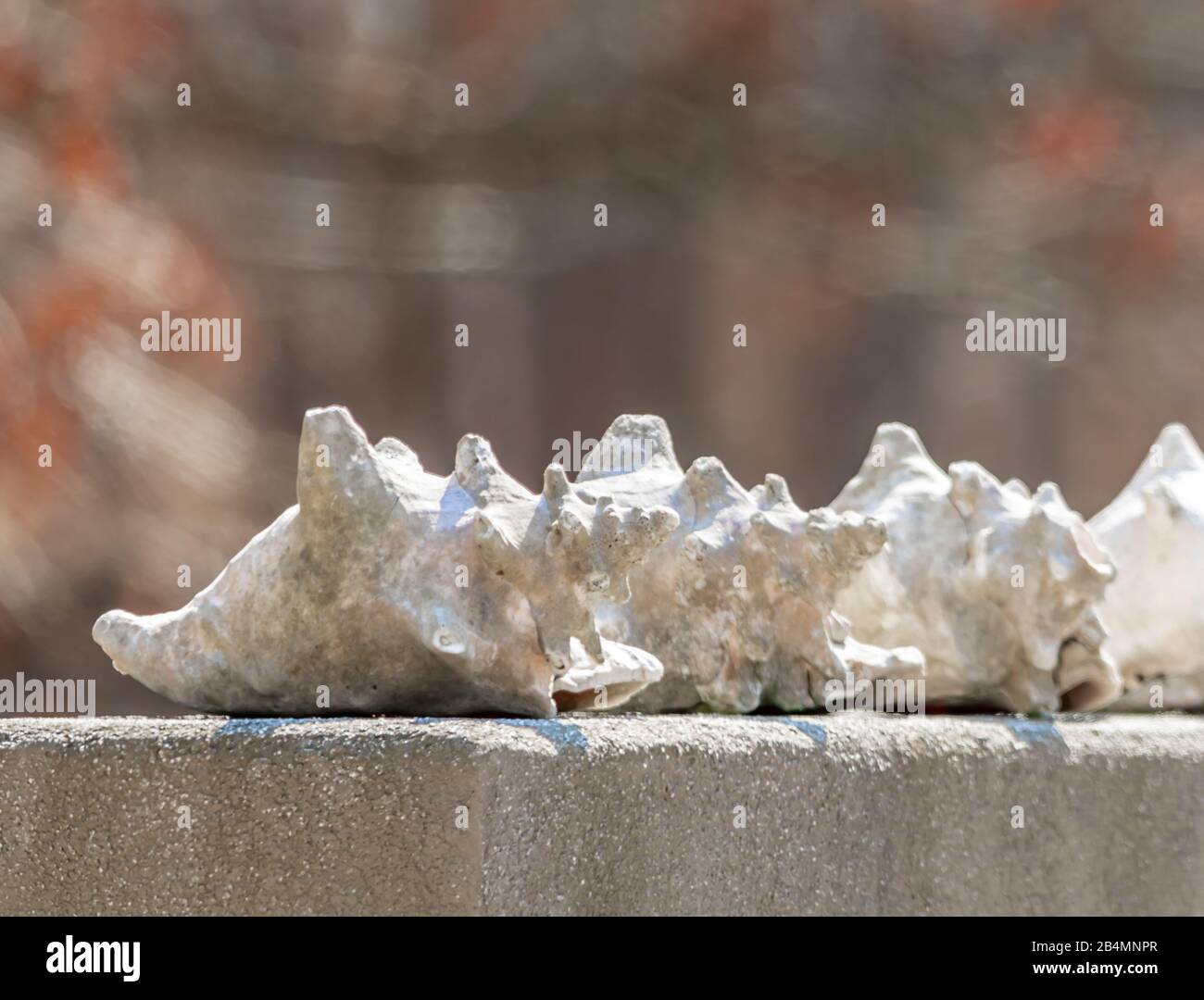 White conch shells hi-res stock photography and images - Alamy