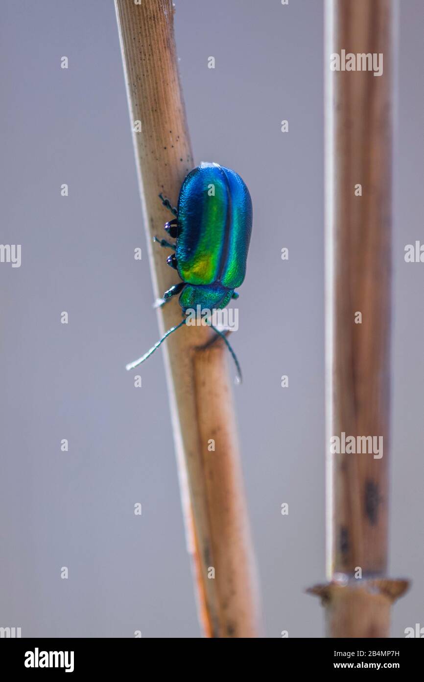 Summer in Bavaria. Impressions from the foothills of the Alps: blue ...