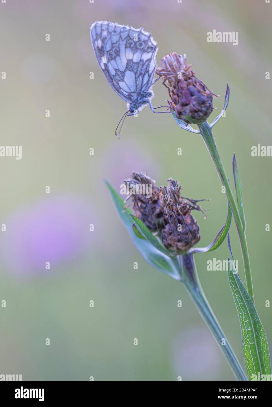 Butterfly checkerboard butterfly in a flower meadow hi-res stock ...
