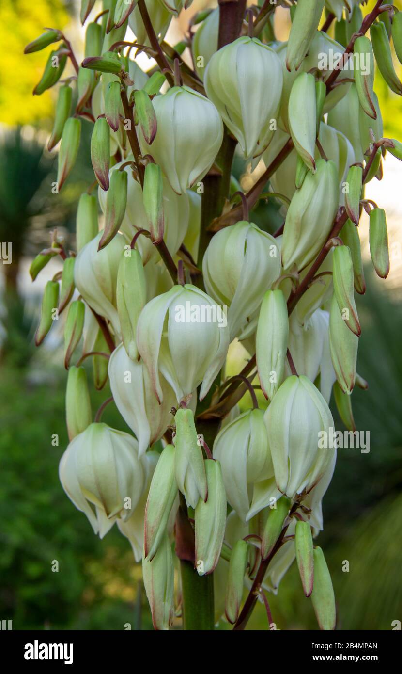 Blooming Yucca gloriosa. perennial evergreen monoecious plant ...