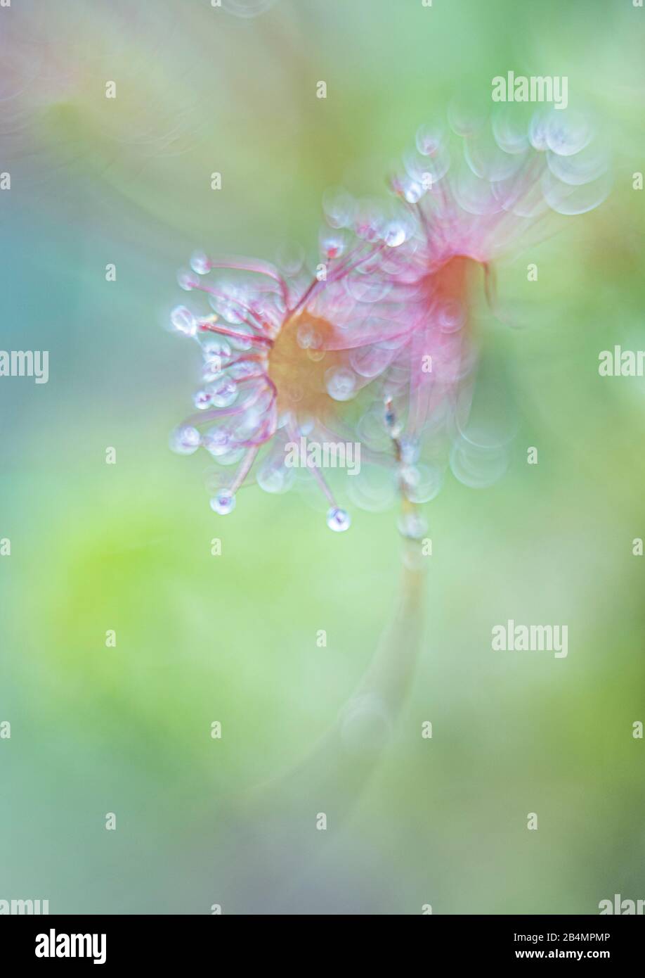 Wispy moss hi-res stock photography and images - Alamy