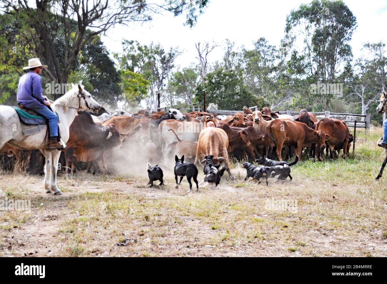 CATTLE STATION / RANCH WORK Stock Photo - Alamy