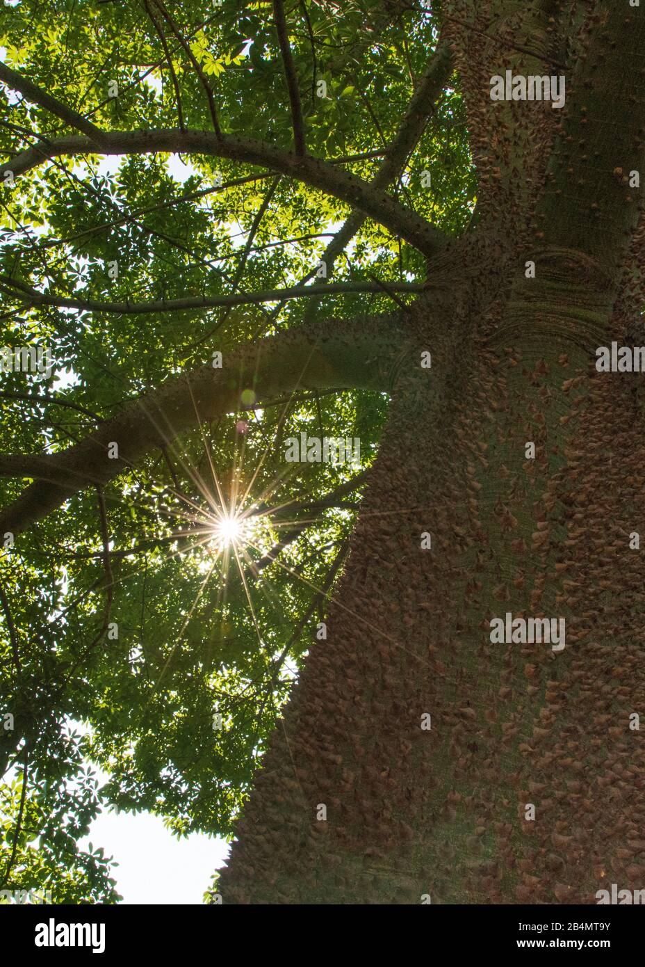 Spain large ceiba chodatii tree in the city park hi-res stock ...