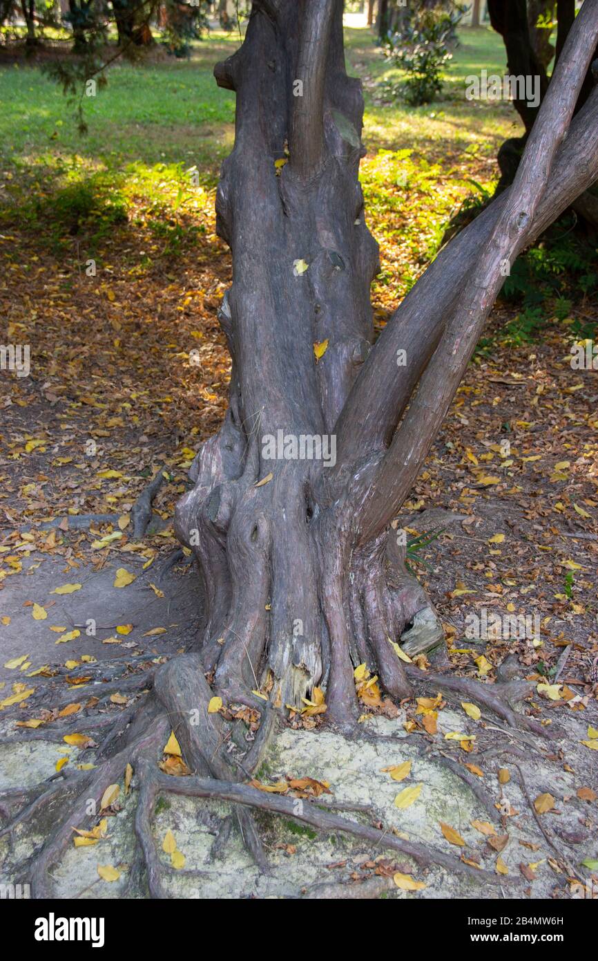 old tree with open, beautiful roots in an autumn forest Stock Photo - Alamy