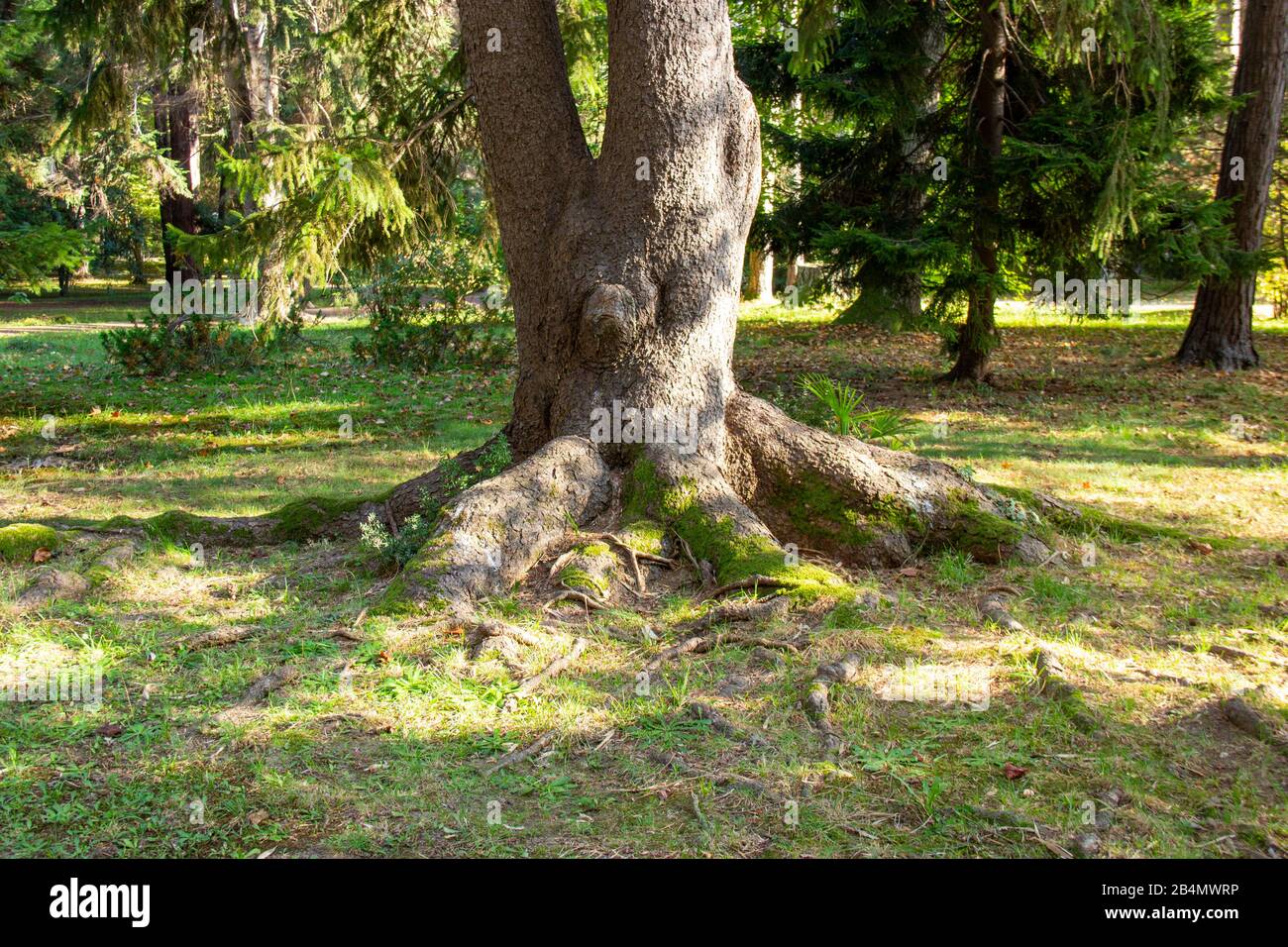 old tree with open, beautiful roots in an autumn forest Stock Photo - Alamy