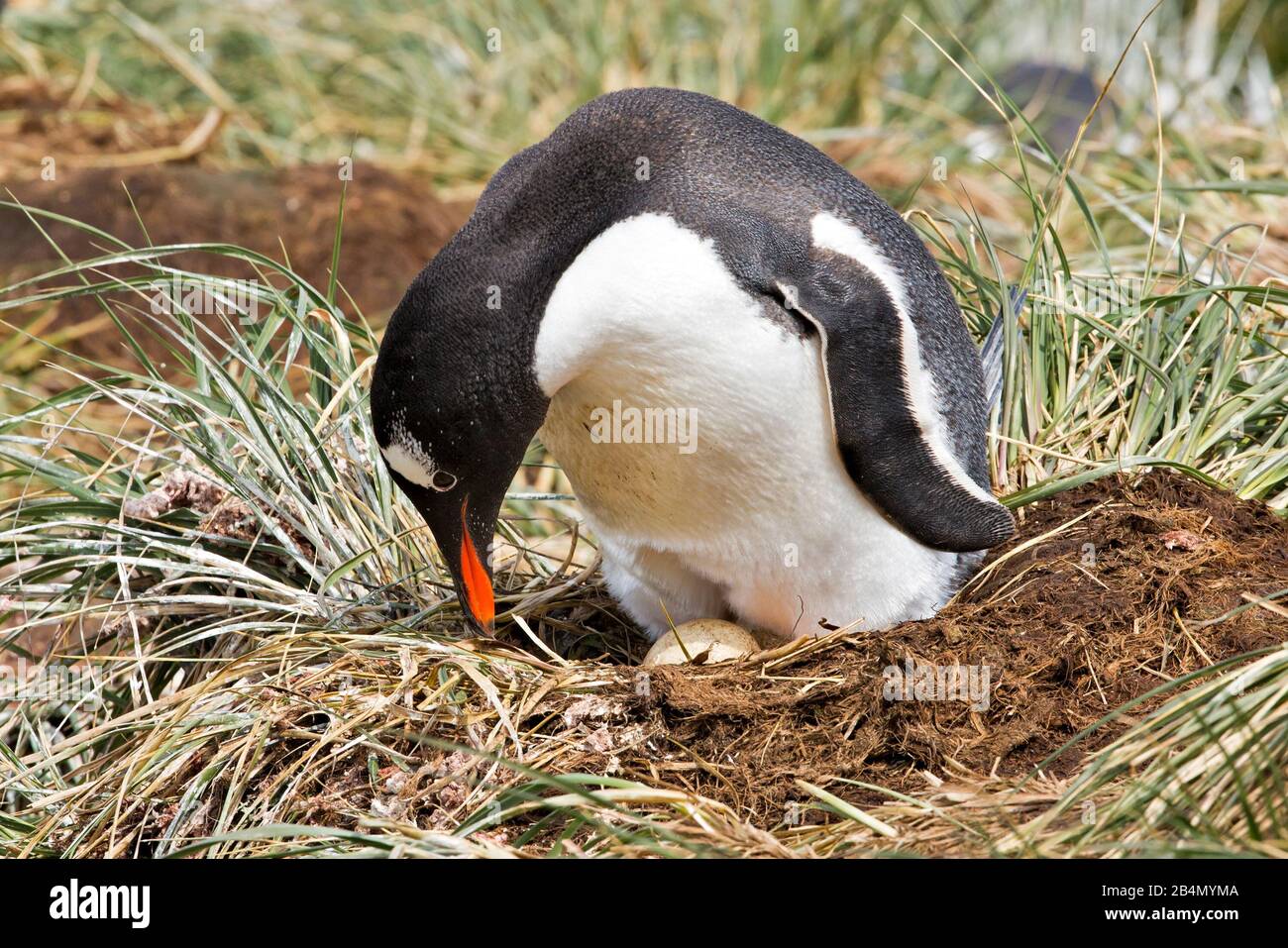 Penguin breeding ground hi-res stock photography and images - Alamy