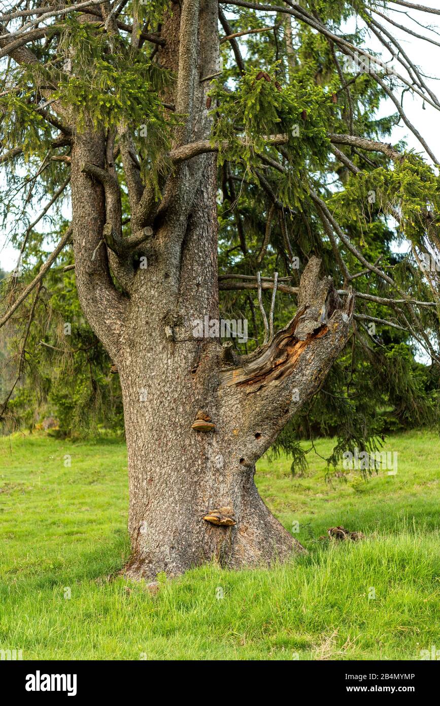 An old and large spruce tree, with tree fungi and broken branch on a ...