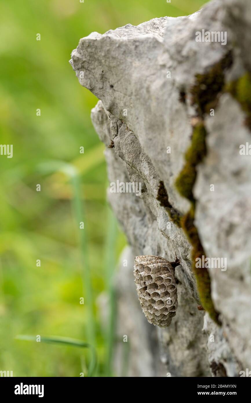 Stone nest hi-res stock photography and images - Alamy