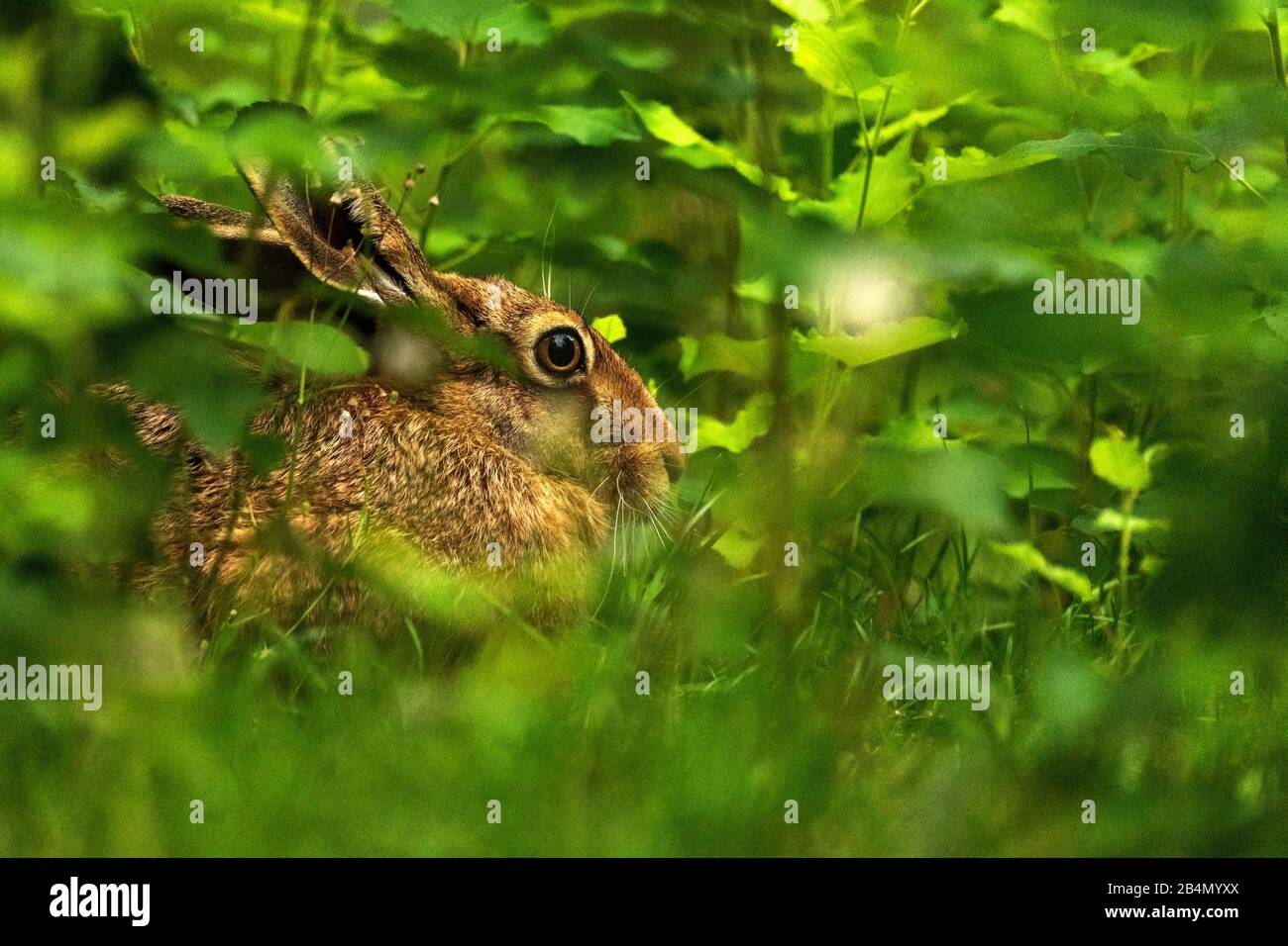 Crouches green hi-res stock photography and images - Alamy