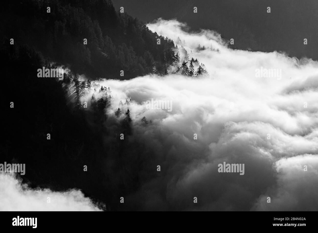 Very few trees Black and White Stock Photos & Images - Alamy