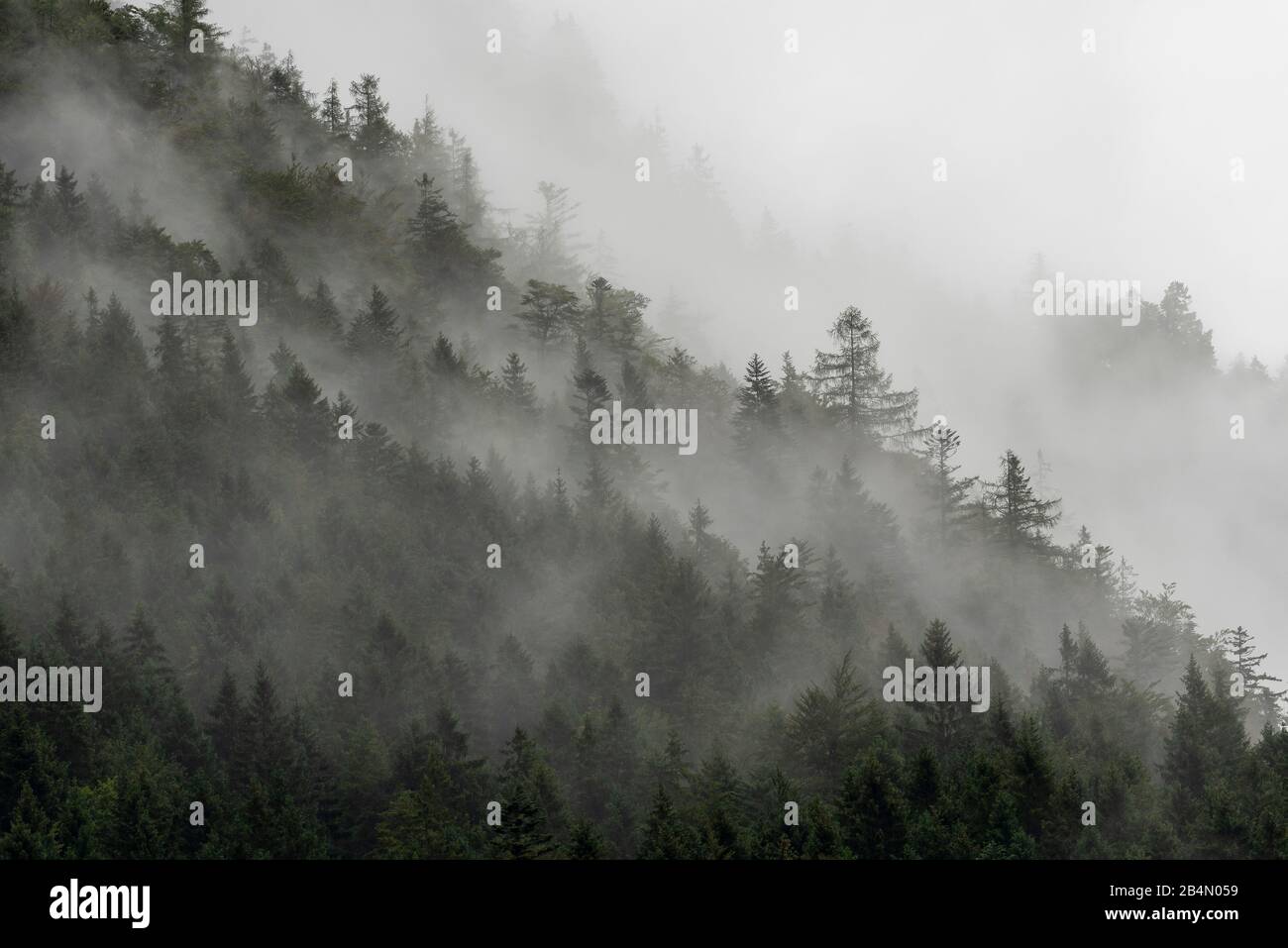 Forested slope hi-res stock photography and images - Alamy