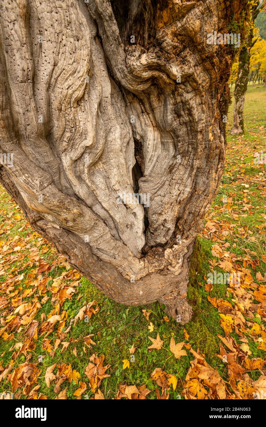 Trunk of a very old maple tree in the Karwendel Stock Photo - Alamy