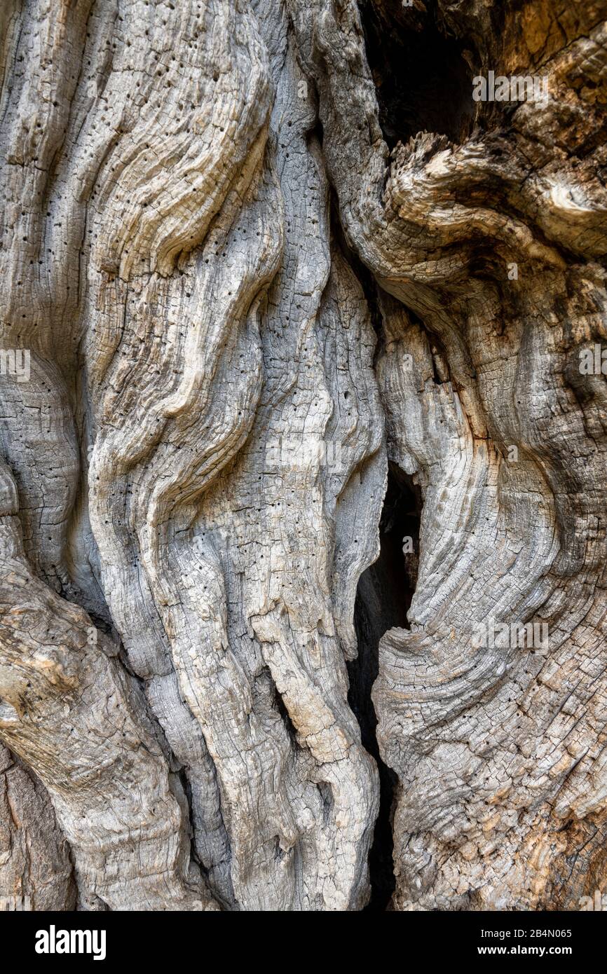 Trunk of a very old maple tree in the Karwendel Stock Photo - Alamy